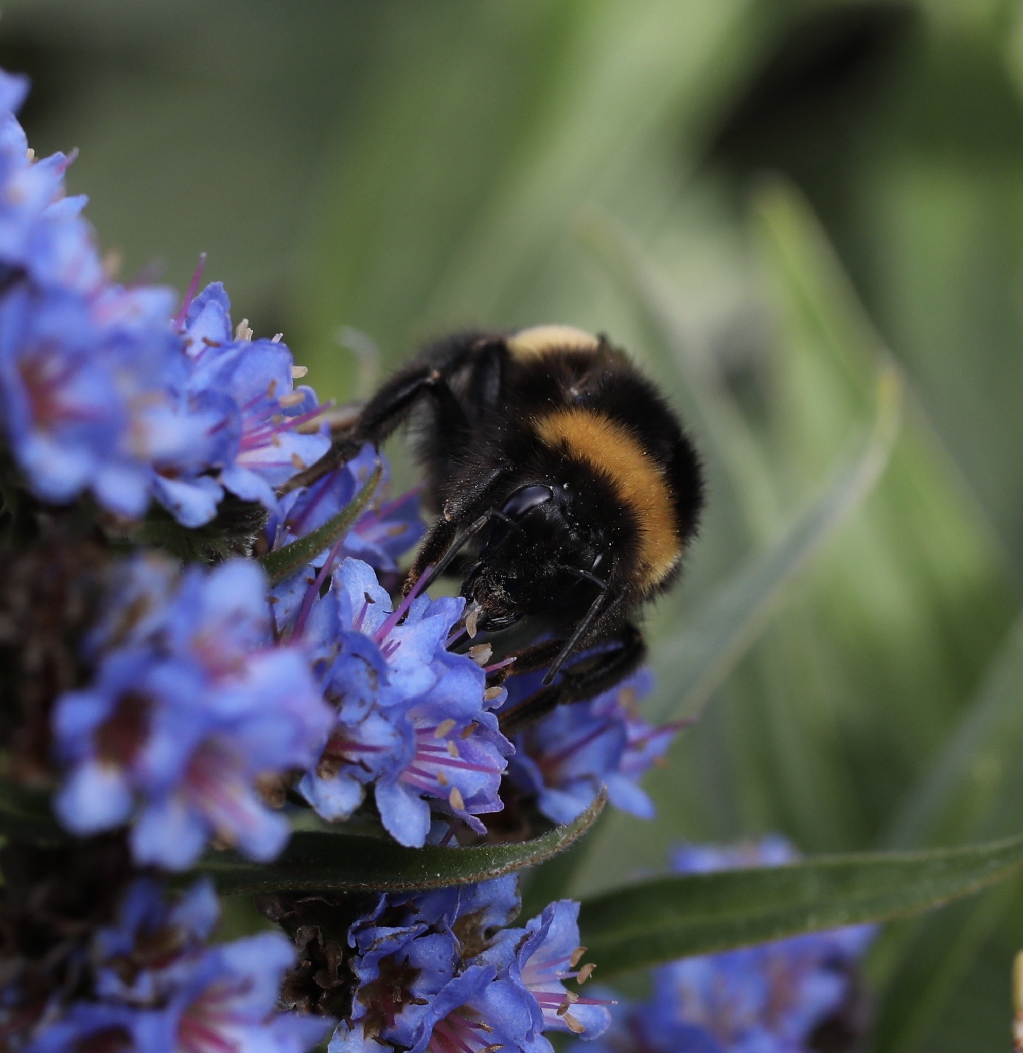 Bees – Natural history of the Bailiwick of Guernsey