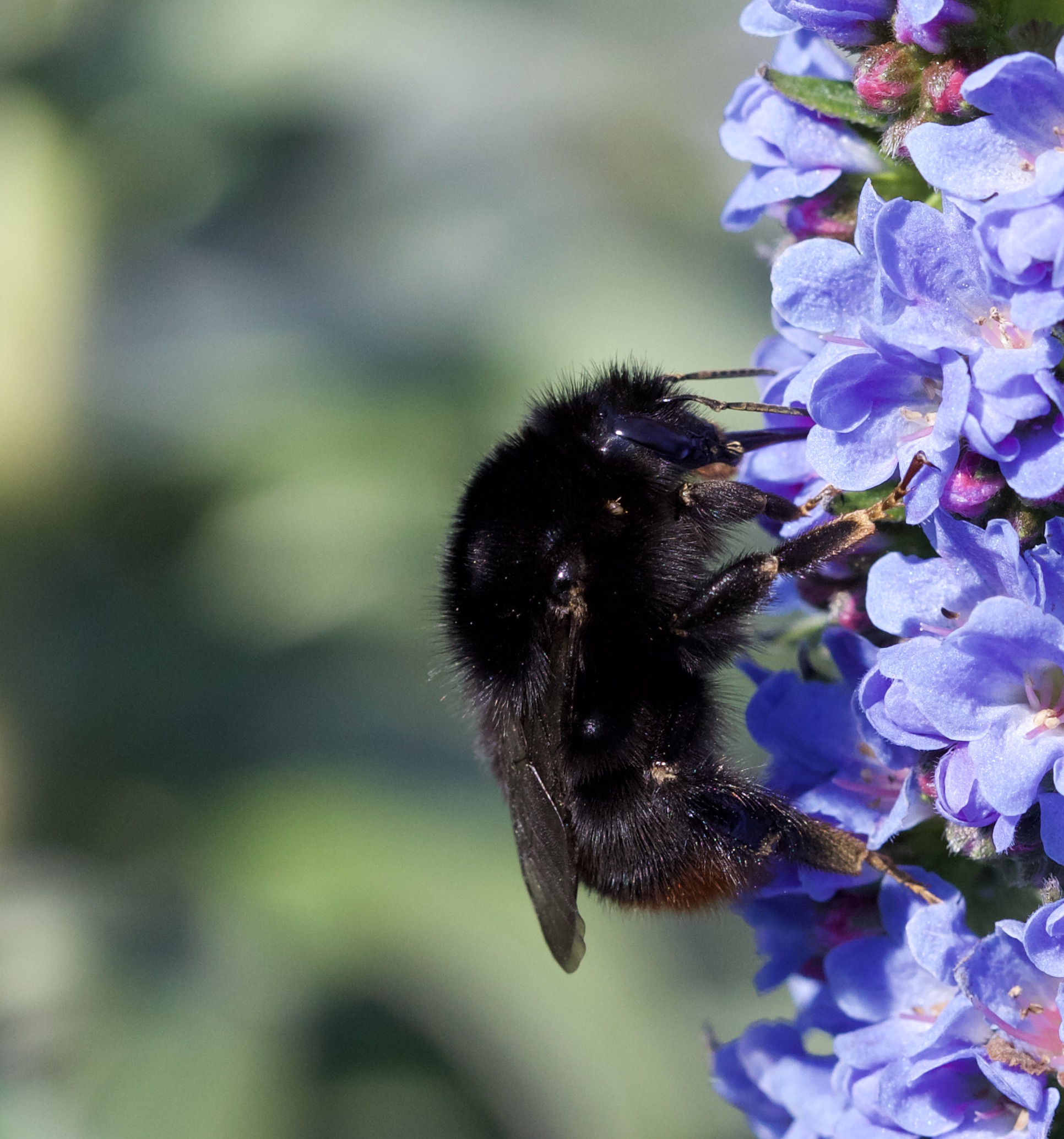 Bees – Natural history of the Bailiwick of Guernsey