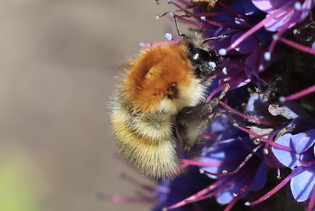 Bees – Natural history of the Bailiwick of Guernsey
