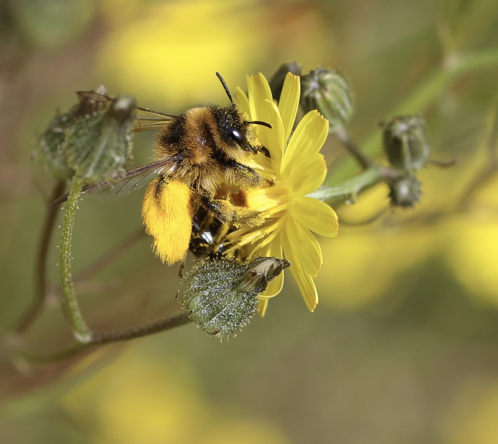 Bees – Natural history of the Bailiwick of Guernsey
