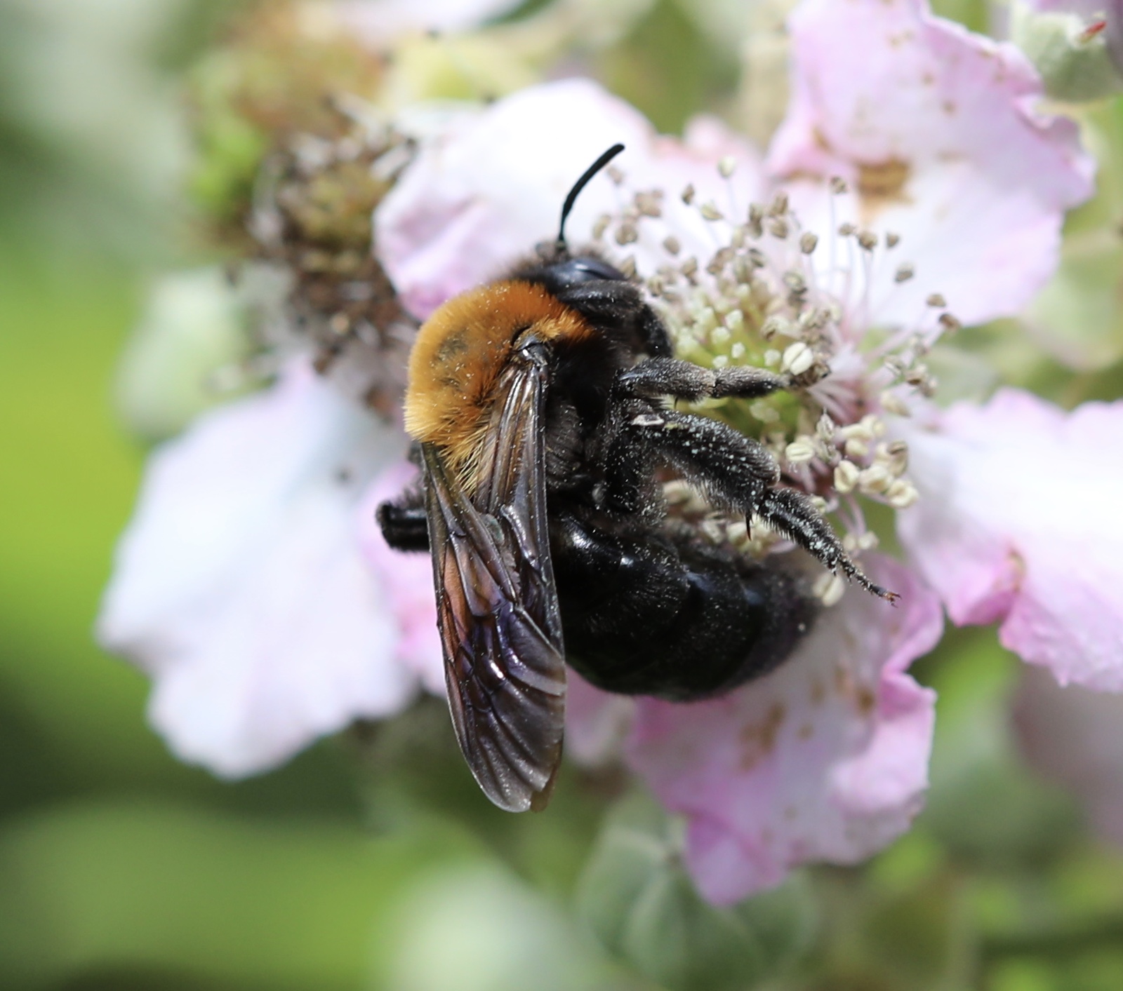 Bees – Natural history of the Bailiwick of Guernsey