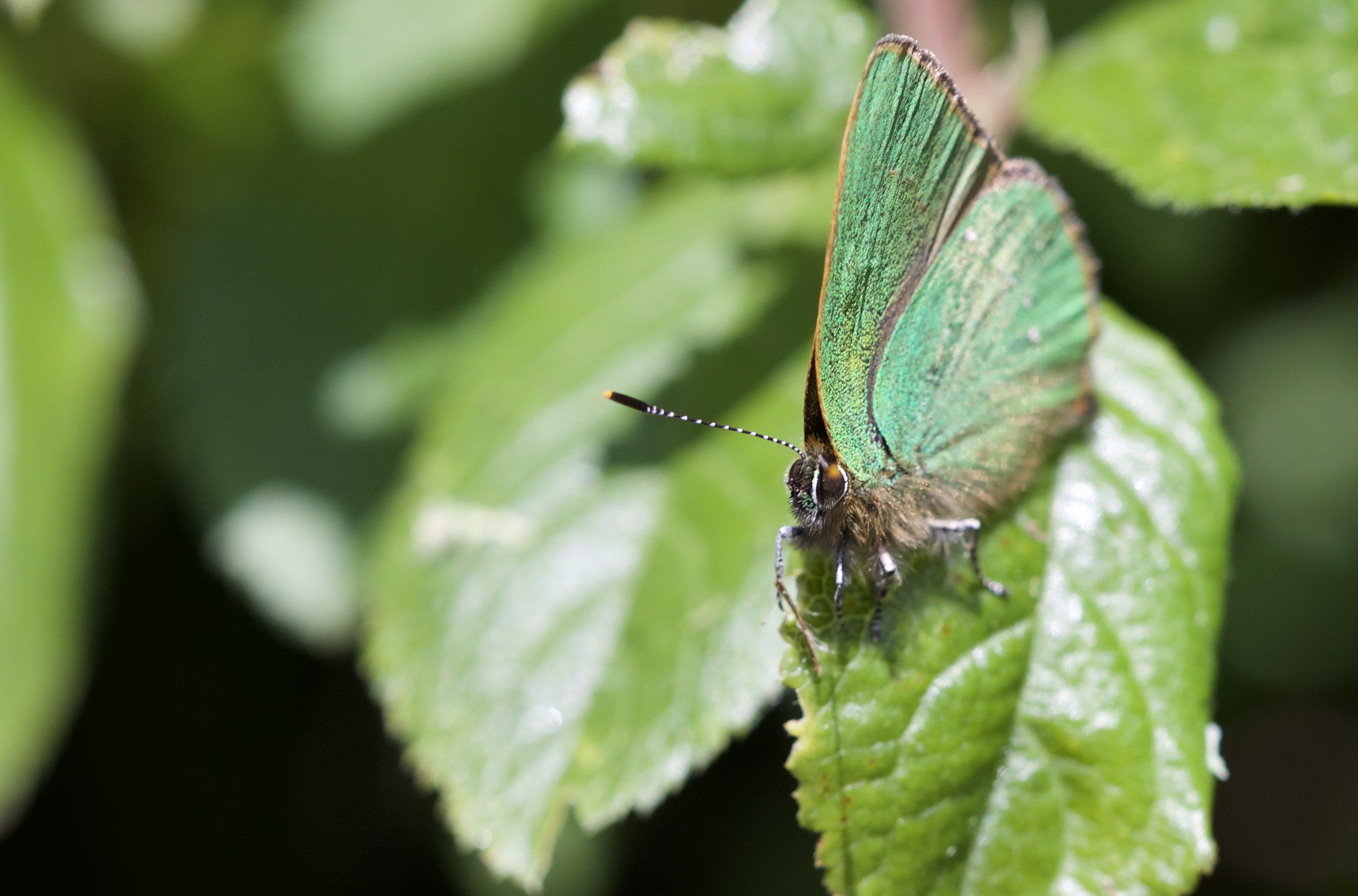 Insects – Natural history of the Bailiwick of Guernsey