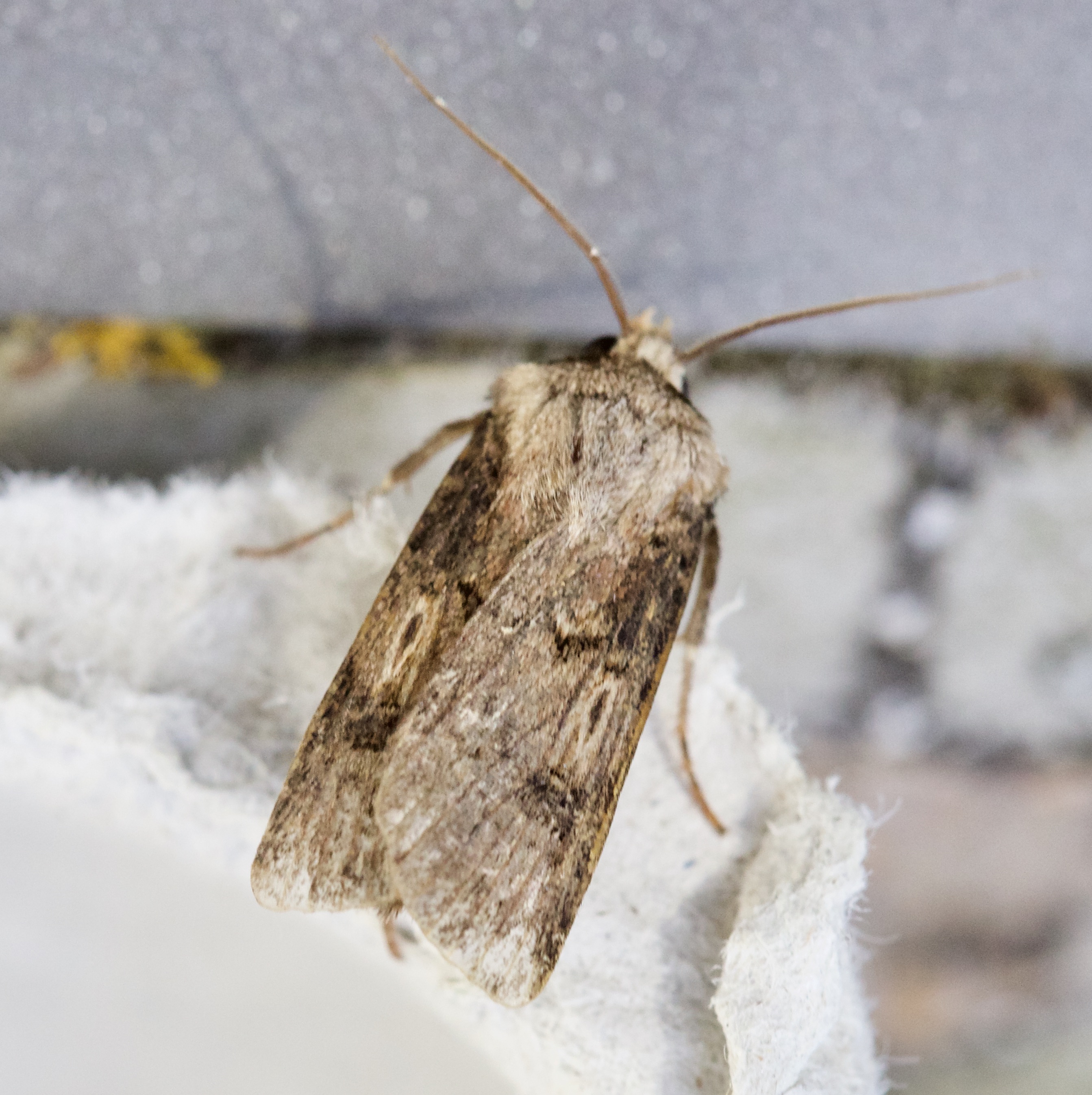 Shuttle-shaped Dart – Natural history of the Bailiwick of Guernsey