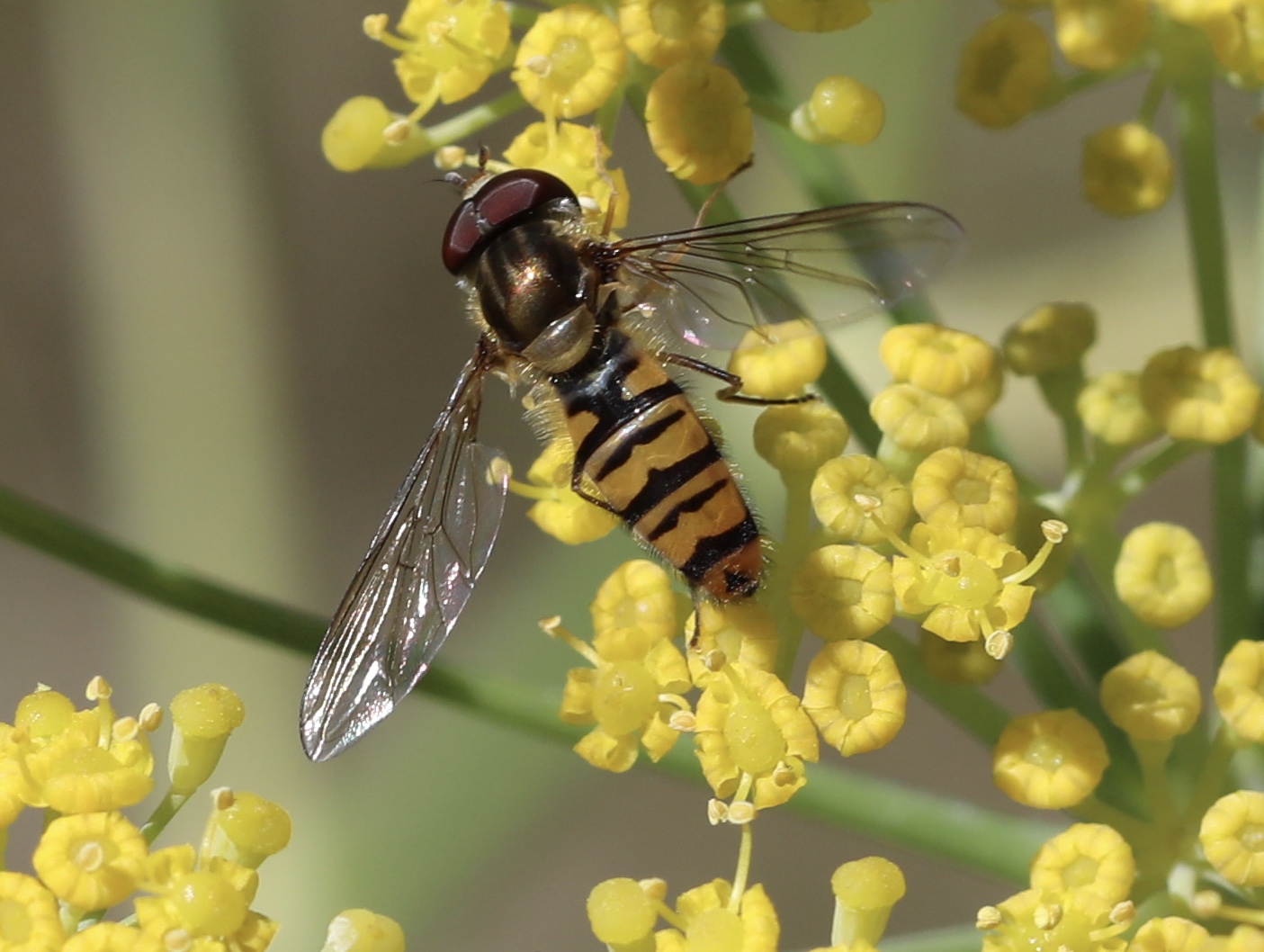 Episyrphus balteatus, the Marmalade Fly – Natural history of the ...