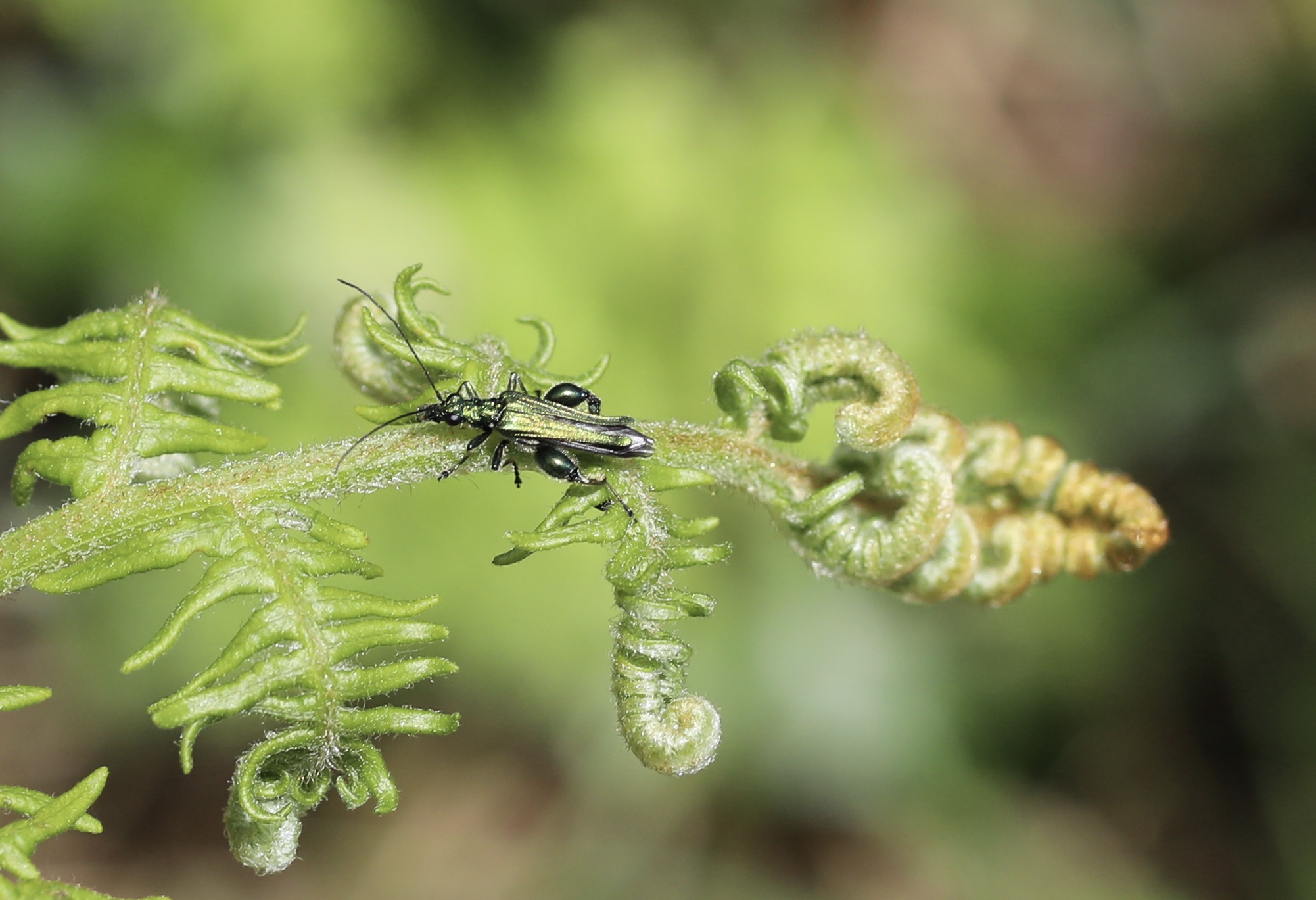 Insects – Natural history of the Bailiwick of Guernsey