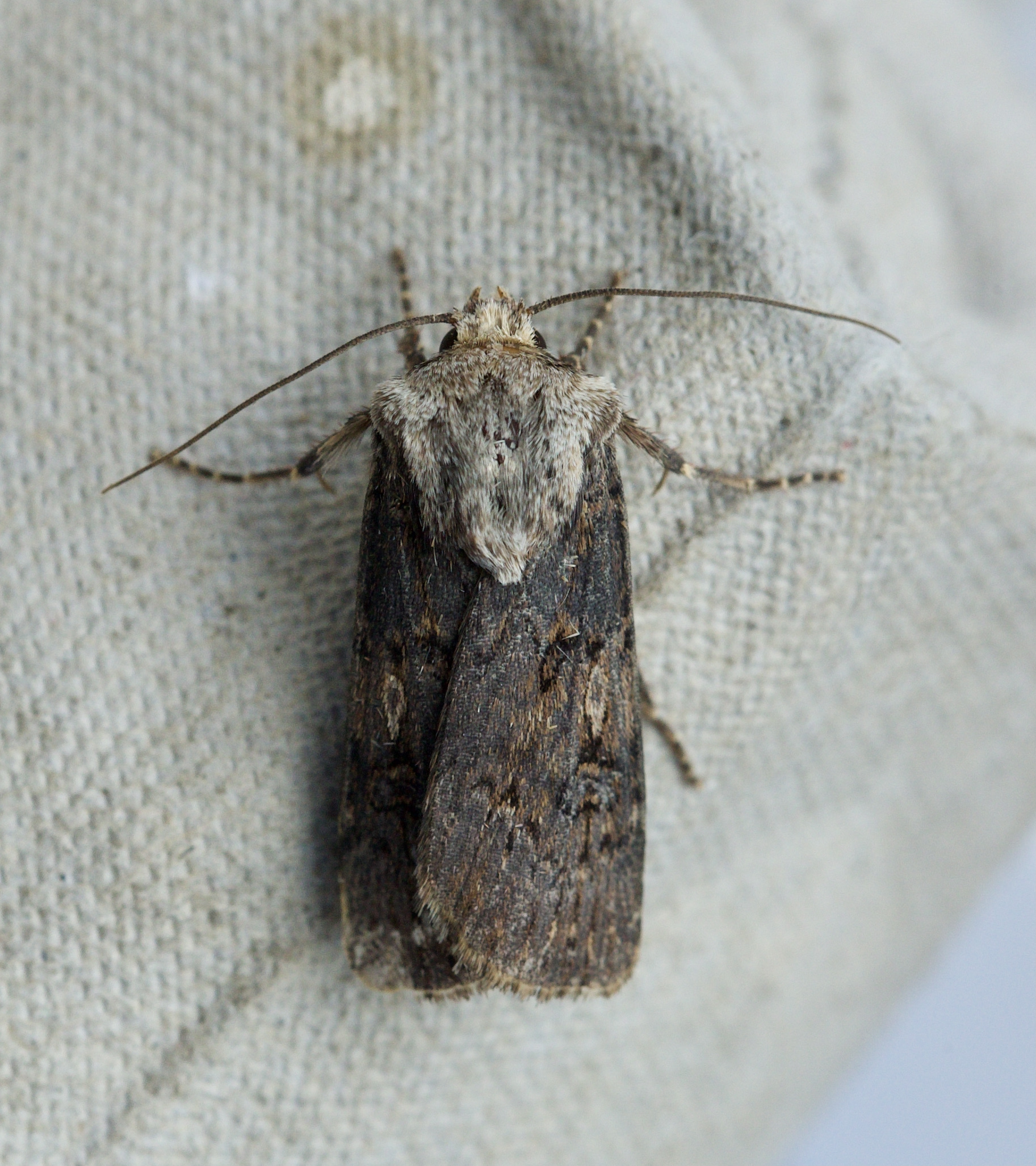Shuttle-shaped Dart – Natural history of the Bailiwick of Guernsey