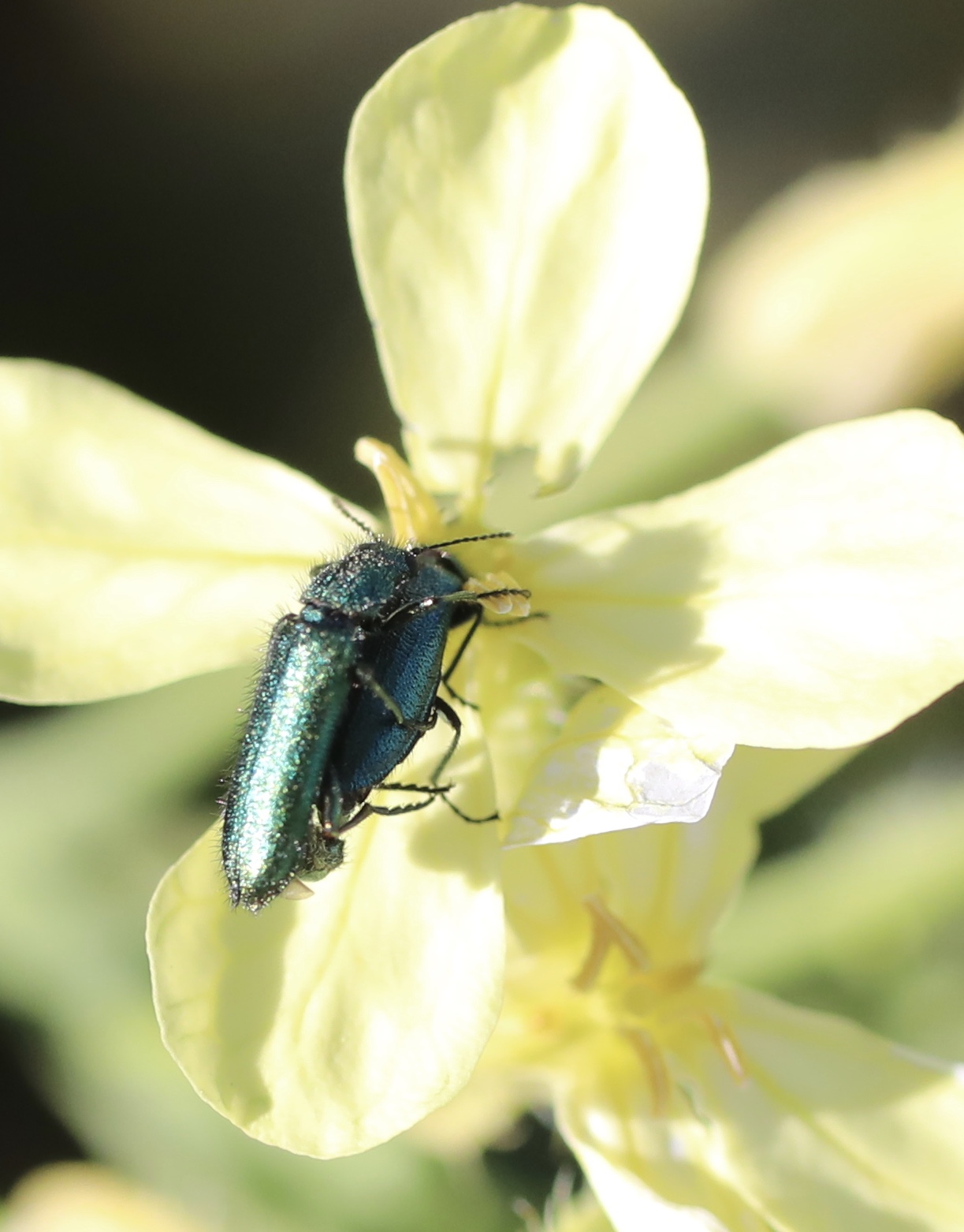 Insects – Natural history of the Bailiwick of Guernsey