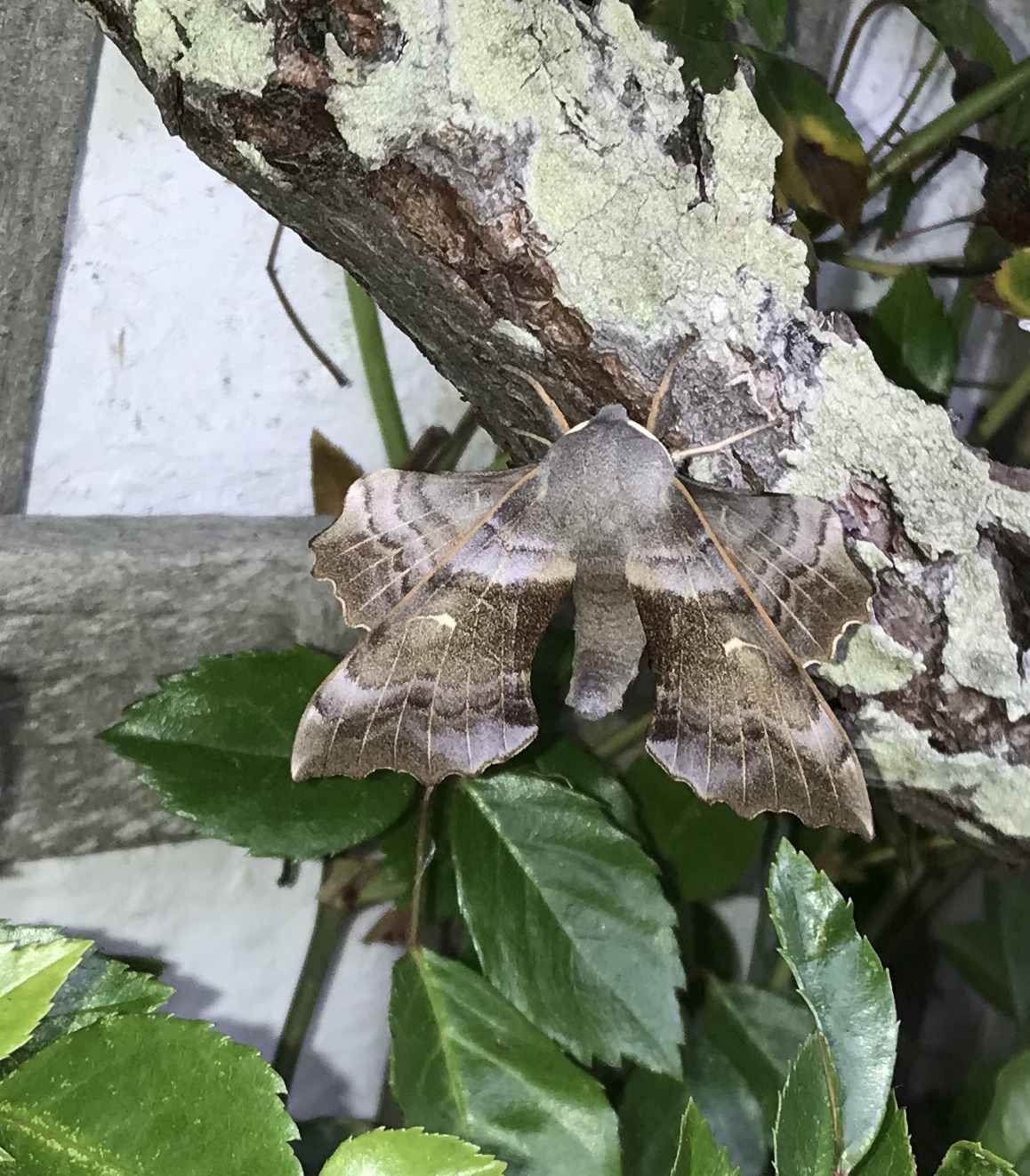 Poplar Hawk-moth – Natural history of the Bailiwick of Guernsey