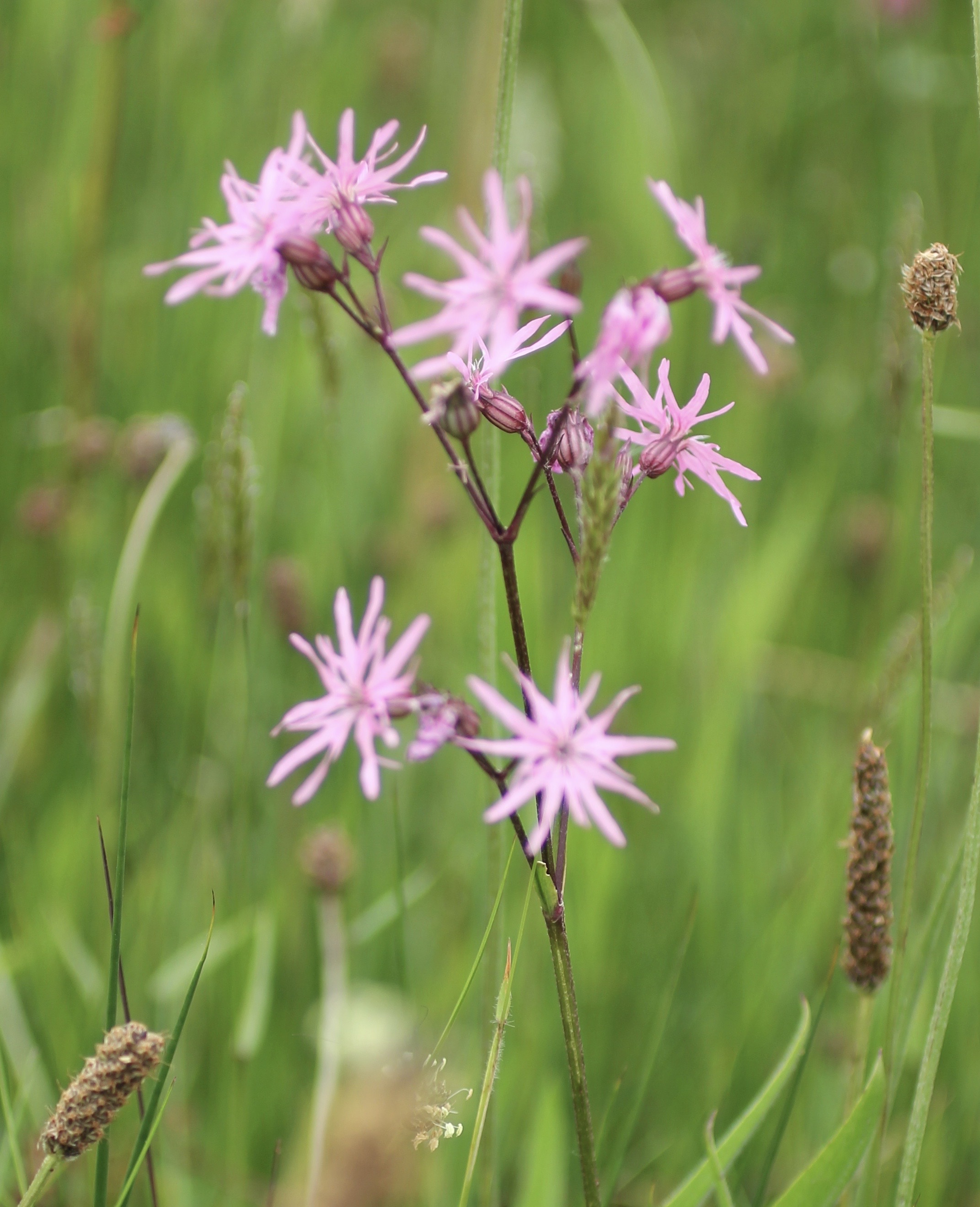 Plants – Natural history of the Bailiwick of Guernsey