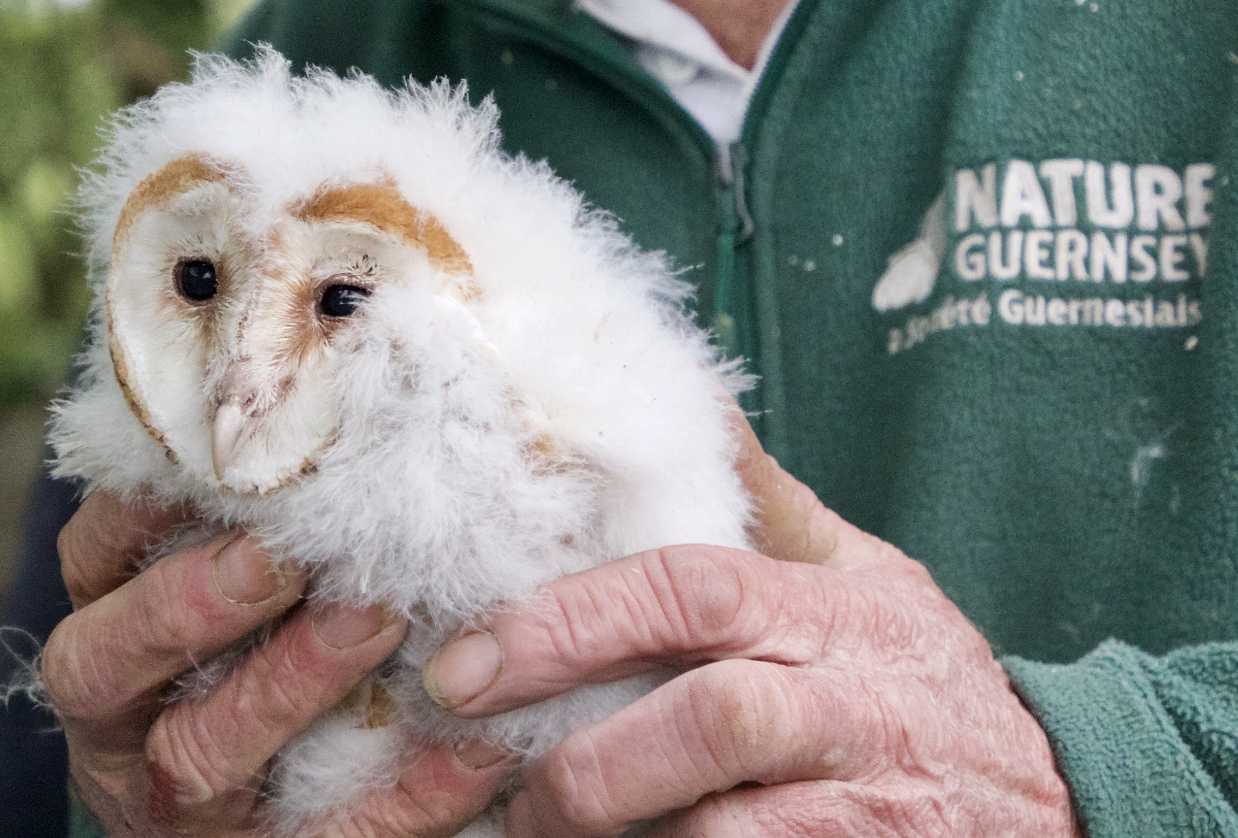 Begging Barn Owl Chicks – Natural history of the Bailiwick of Guernsey